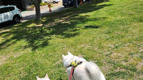 강아지와 함께 공원 산책을 즐기자 Youtube