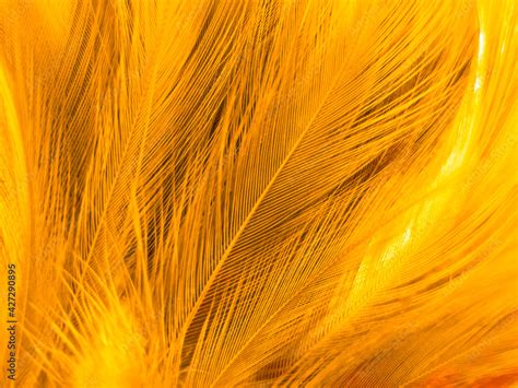 Beautiful Abstract White And Brown Feathers On White Background And