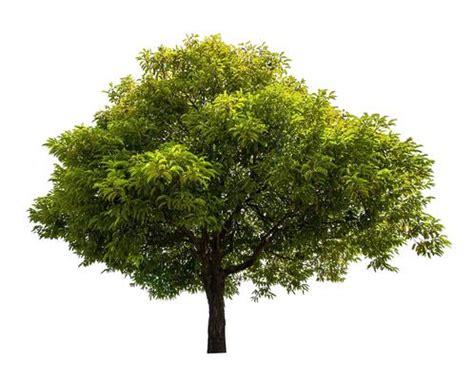 Tree Transparent Background Stock Photos Images And Backgrounds For Free Download