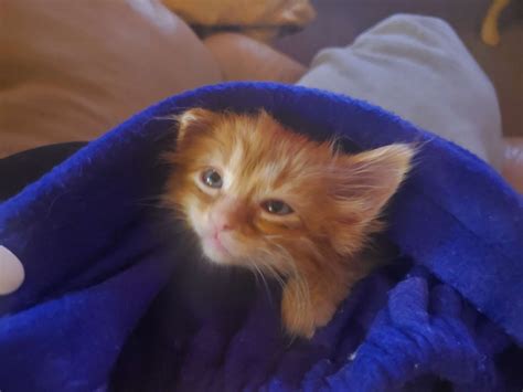 Illegally Smol Comfort Rillegallysmolcats