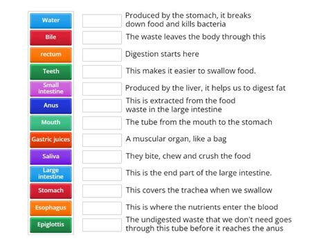 6th Grade The Digestive System Match Up