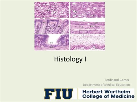 Histology I Tissue Staining And Epithelial Structures