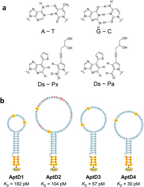 Natural And Unnatural Base Pairs For Ub Dna Aptamer Generation And