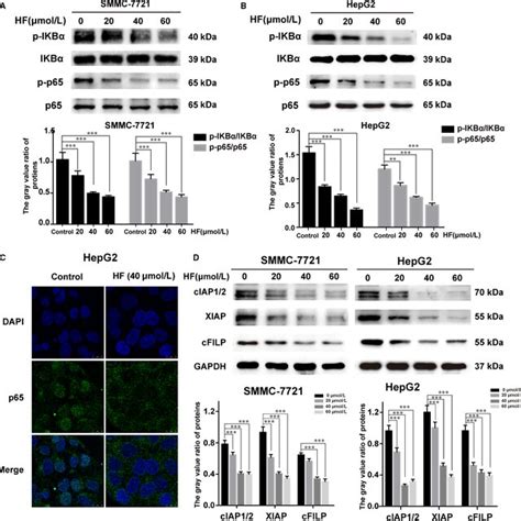 Hf‐induced Apoptosis Involves The Inhibition Of Nf‐κb Activity In Human