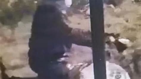 花店老板嫌花价贵深夜偷300余枝鲜花，当晚被抓关键帧澎湃新闻 The Paper