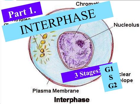 The Cell Cycle Honors Chapter Ppt Download