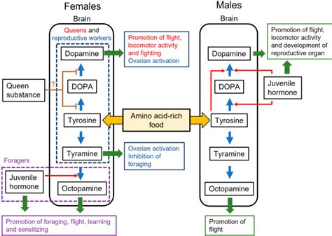 Figure From Sex Specific Regulatory Systems For Dopamine Production In The Honey Bee