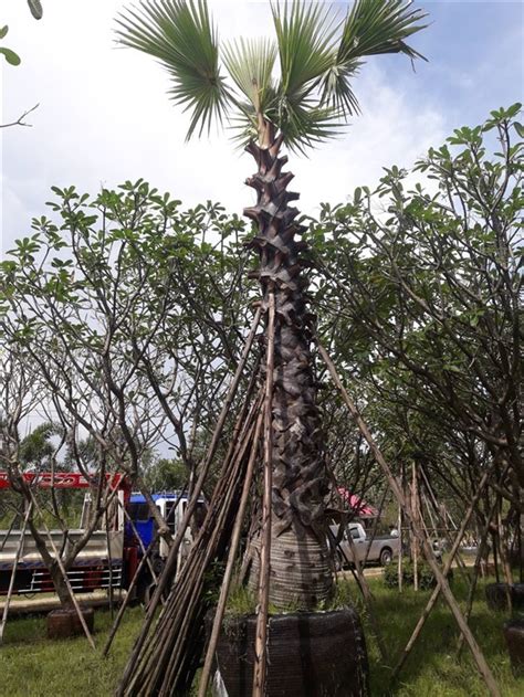 ตาล Palmyra Palm โดย สุชาติพันธ์ไม้
