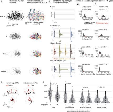 Spatial Constraints And Cell Surface Molecule Depletion Structure A
