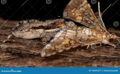 Assembly Moth Samea Ecclesialis A Diurnal Moth Aka Stained Glass Moth Isolated On White