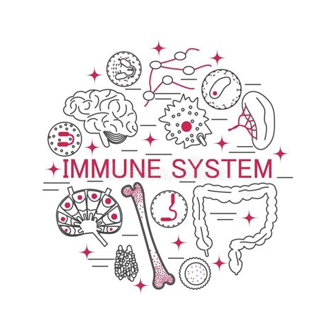 Immune System Icon Set Stock Vector Illustration Of Body 91440806
