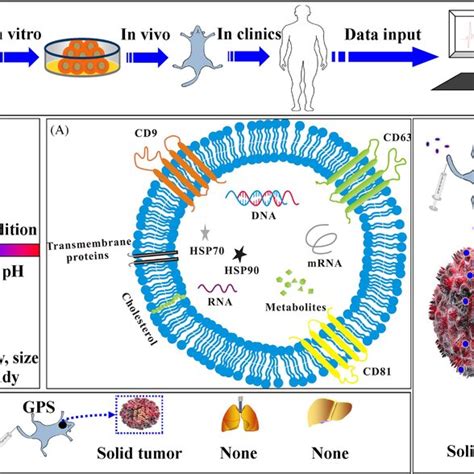 Outstanding Characteristics Of Exosomes A Structure Of Exosomes B