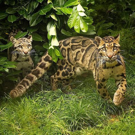 Captivating Clouded Leopards In The Wild