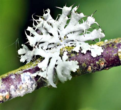 Physcia Tenella Naturespot