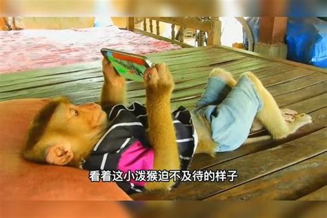 小泼猴爱上动画片，趁家长外出，偷拿手机躺床上看，这是要成精了动画片家长手机