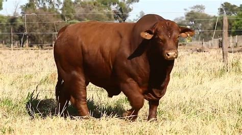 Lote 22 Rinconada R559 Viamonte 98 Lib TE YouTube
