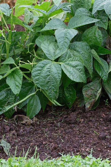 How To Grow Pinto Beans