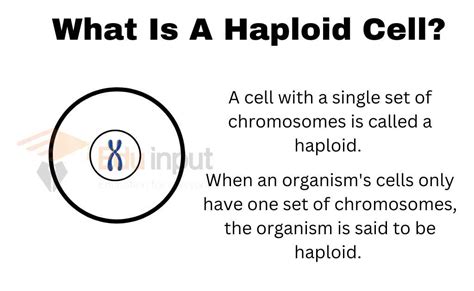 What Is A Haploid Cell Definition Example What Is A Haploid Organism