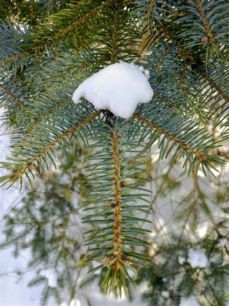 Sacred Trees In The Americas Spruce Picea Glauca Picea Pungens
