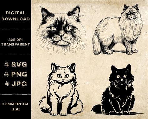 Ragdoll Cat Svg Bundle Png Cat Face Clipart Hand Drawn Ragdoll Cat Vector Illustration Svg