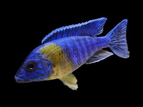 Maulana Bicolour Peacock Cichlid Diapteron Shop