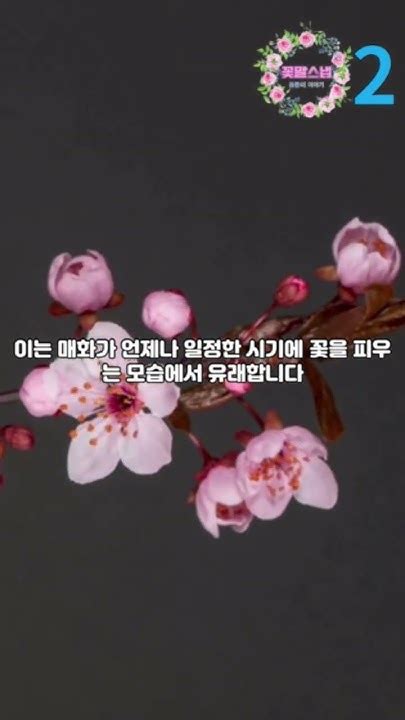 2 매화 꽃의 숨겨진 이야기와 꽃말 매화꽃 꽃말 매화의의미 꽃말이야기 꽃말탐색 꽃의의미 Youtube
