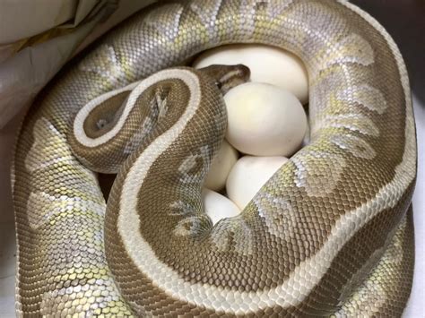 Soul Sucker Lesser Hgw Proven Breeder Ball Python By Ballpythons9