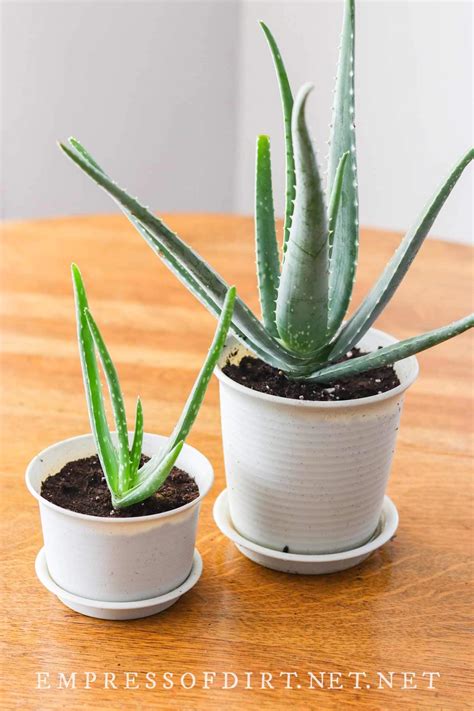 Aloe Vera How To Propagate New Plants From Pups