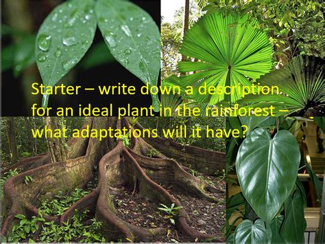 ecosystems scheme of work year 8 teaching resources