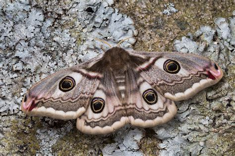 Emperor Moth Female Stock Image C0425736 Science Photo Library