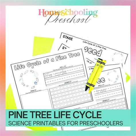 Pine Tree Life Cycle Activity Sheets The Sweet Dahlia