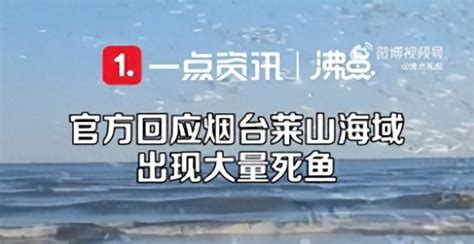 烟台莱山海域出现大量死鱼，密密麻麻布满海岸线，官方回应：暴雨把淡水鱼冲到海里死亡，会和相应部门去清理腾讯新闻