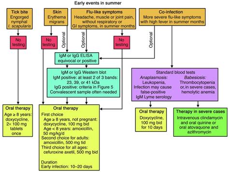 Jci The Emergence Of Lyme Disease