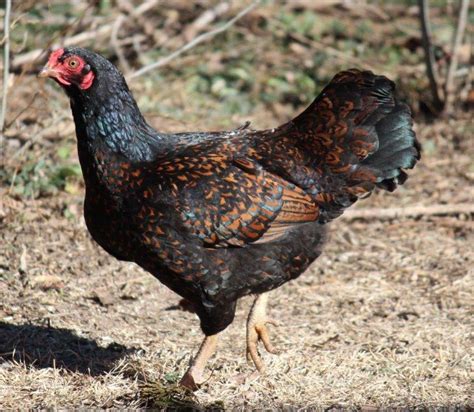 Dark Cornish Chickens For Sale Brown Egg Layers Cackle Hatchery