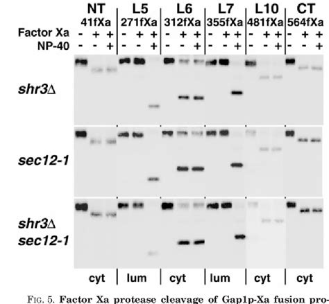 Figure 5 From A Method For Determining The In Vivotopology Of Yeast