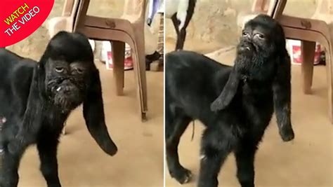 Tiny Mutant Goat With Human Face Being Worshipped As An Avatar Of