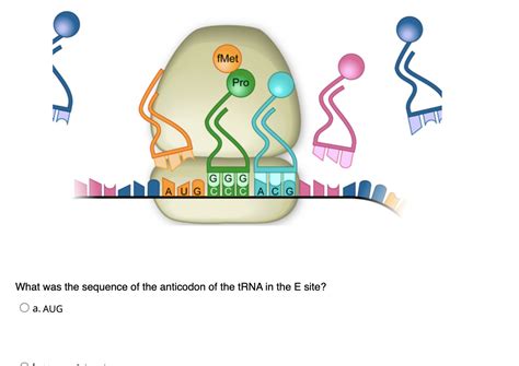 Solved What Was The Sequence Of The Anticodon Of The Trna In