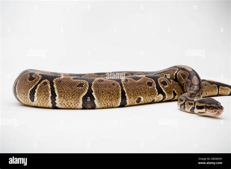 A Royal Ball Python Python Regius Isolated On A White Background Stock Photo Alamy