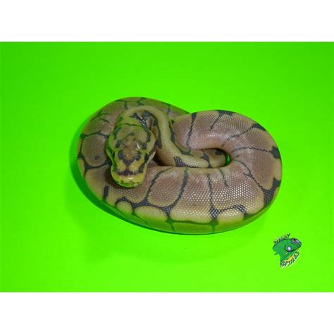 Ghost Spider Ball Python Hatchling Strictly Reptiles Inc
