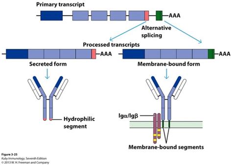 Immunoglobulin Class Switch And Affinity Maturation Flashcards Quizlet