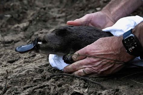 Platypus Reintroduced In Australia National Park After 50 Years