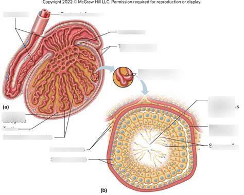Structure Of The Testes Diagram Quizlet