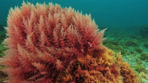 The Ultimate Guide To Haematococcus Pluvialis Extract Natures Most P Holistic Bin