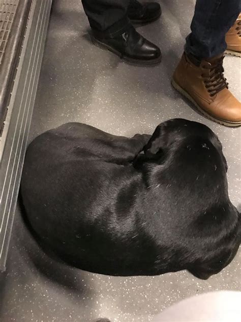 თბილისელი ძაღლი რომელიც ავტობუსით რეგულარულად მგზავრობს დღის ფოტო At