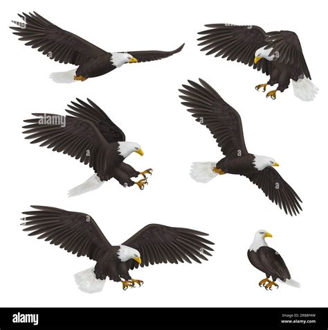 Eagles Prey Birds Freedom Symbols Decent Vector Realistic Flying