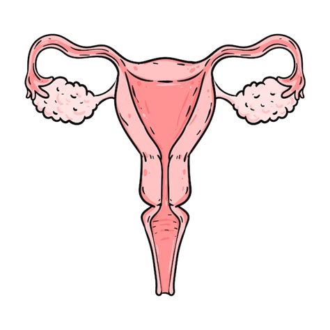 Imágenes De Utero Dibujo Descarga Gratuita En Freepik