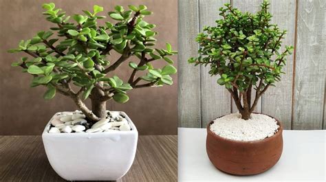 Árbol de la abundancia para qué sirve y cómo debo cuidarlo El
