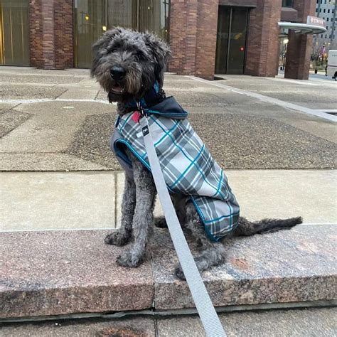 Cane Corso Poodle Mix Are They Hypoallergenic What To Expect
