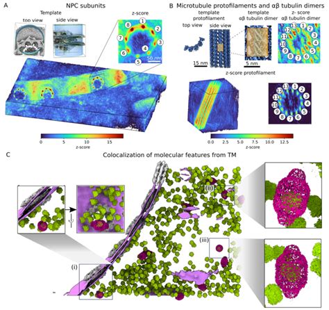 Template Matching Detects Npc Subunits Microtubule Protofilaments And