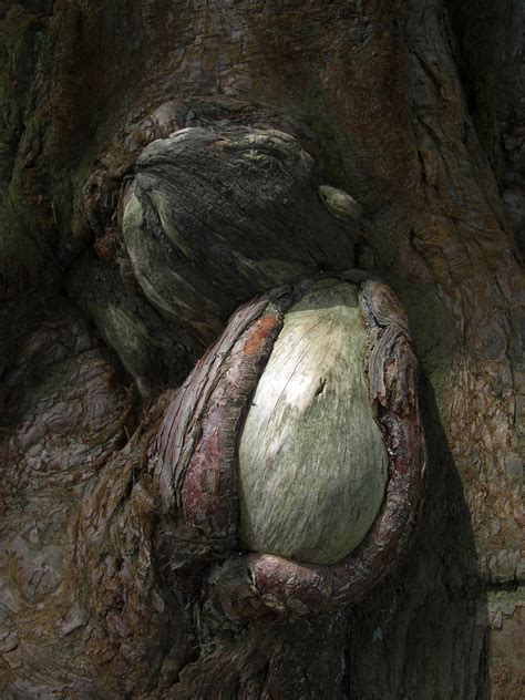 Tree Bark Wart Free Pictures Free Photos Free Image From Needpix Com